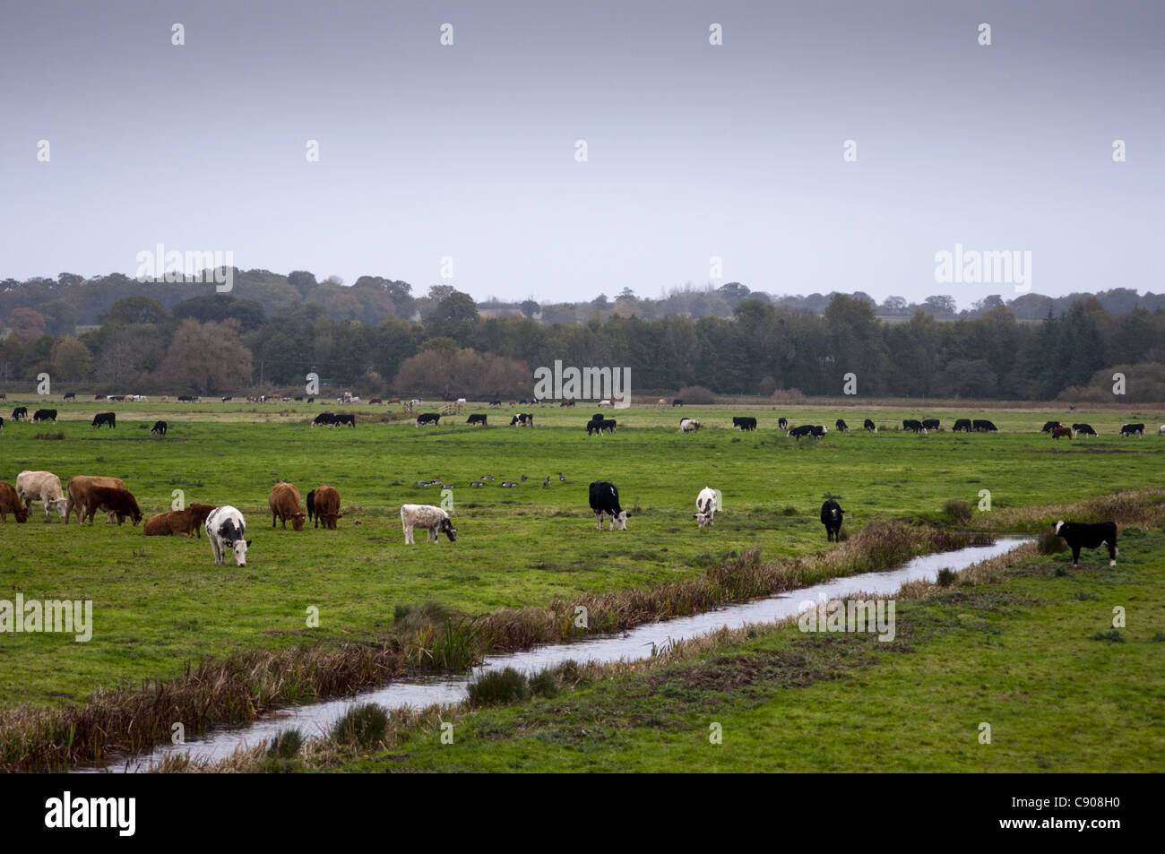 Cattle cows on Norfolk Buckenham Marsh Stock Photo - Alamy