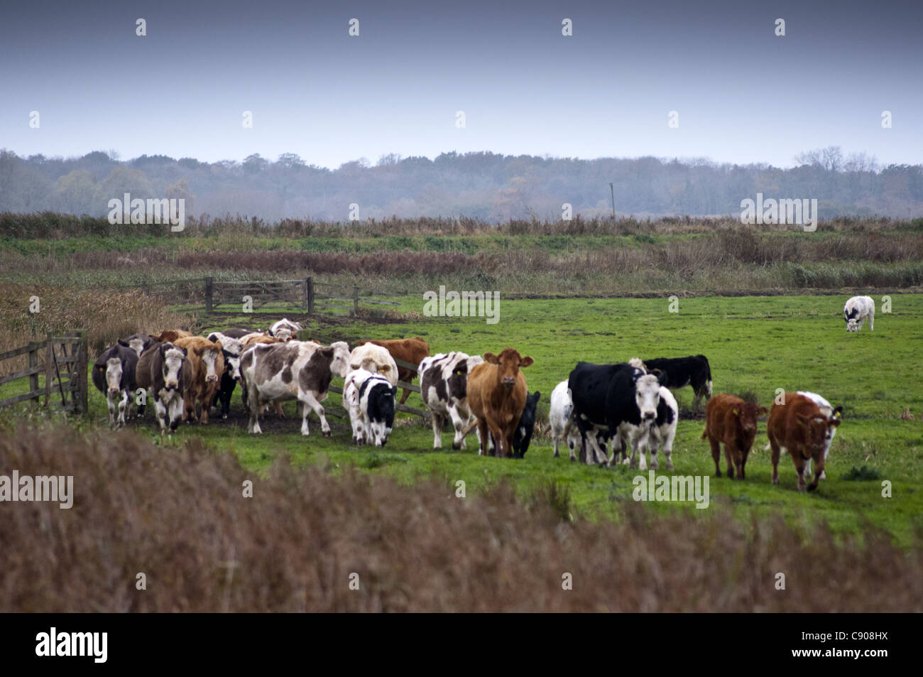 Buckenham marsh hi-res stock photography and images - Alamy