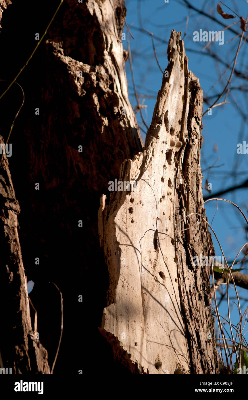 Remnants of a tree struck by lightening Stock Photo - Alamy