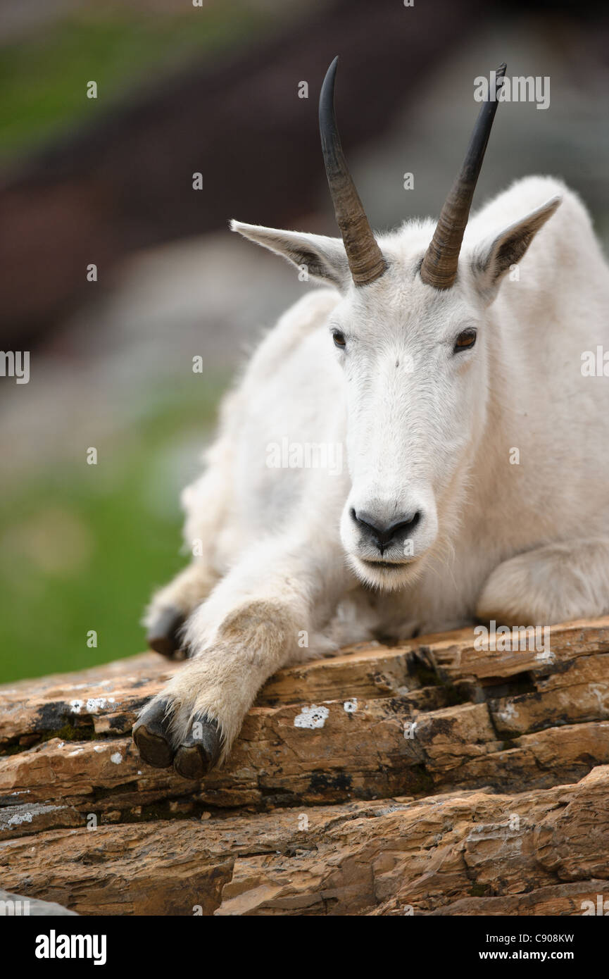 Sitting goat hi-res stock photography and images - Alamy