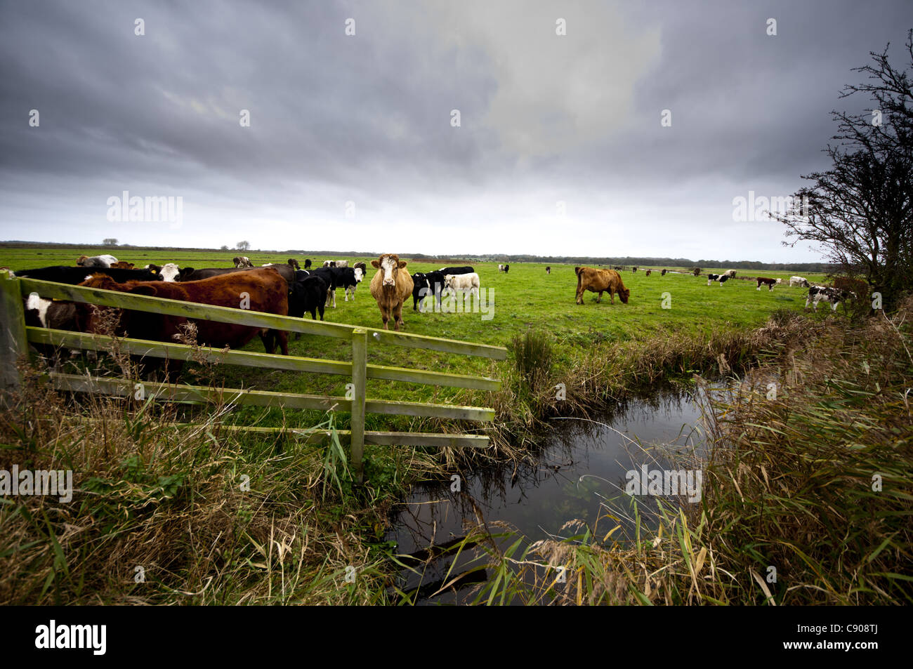 Buckenham marshes hi-res stock photography and images - Alamy