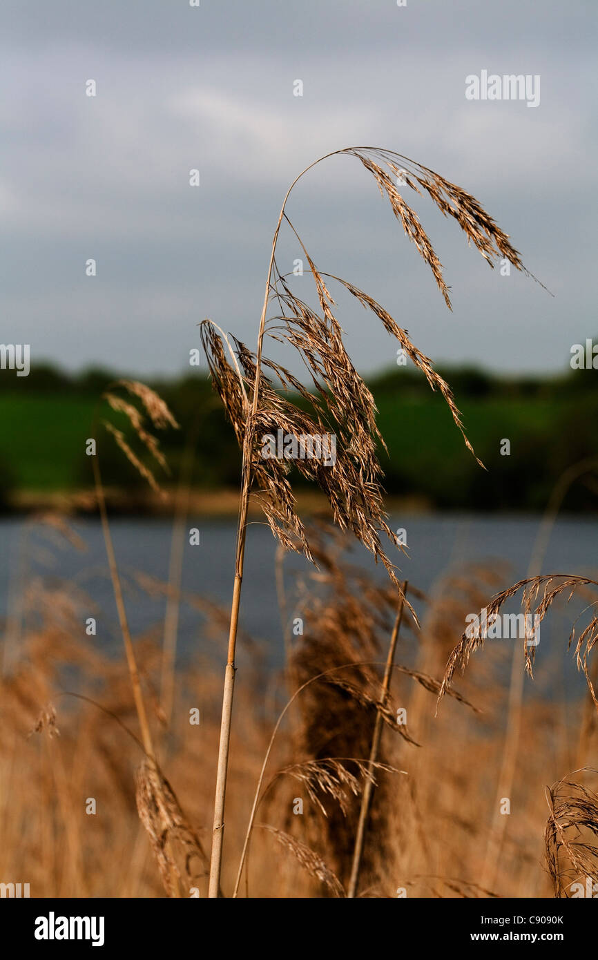 Common Reed Cheshire England Stock Photo - Alamy