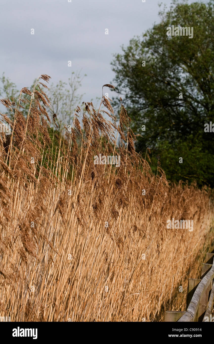 Cheshire common hi-res stock photography and images - Alamy