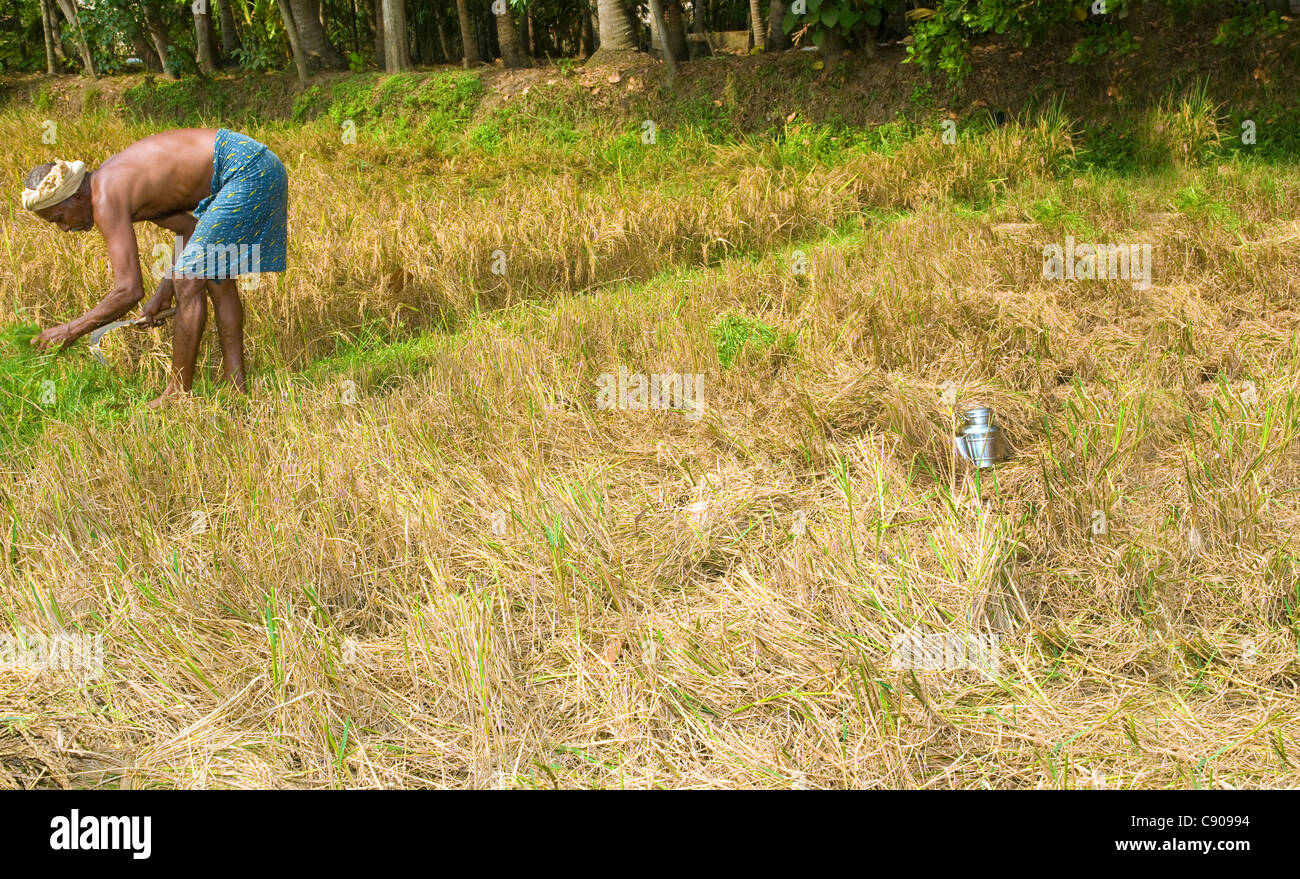 Man cutting rice in paddy field in the rIce belt area of Kerala ...