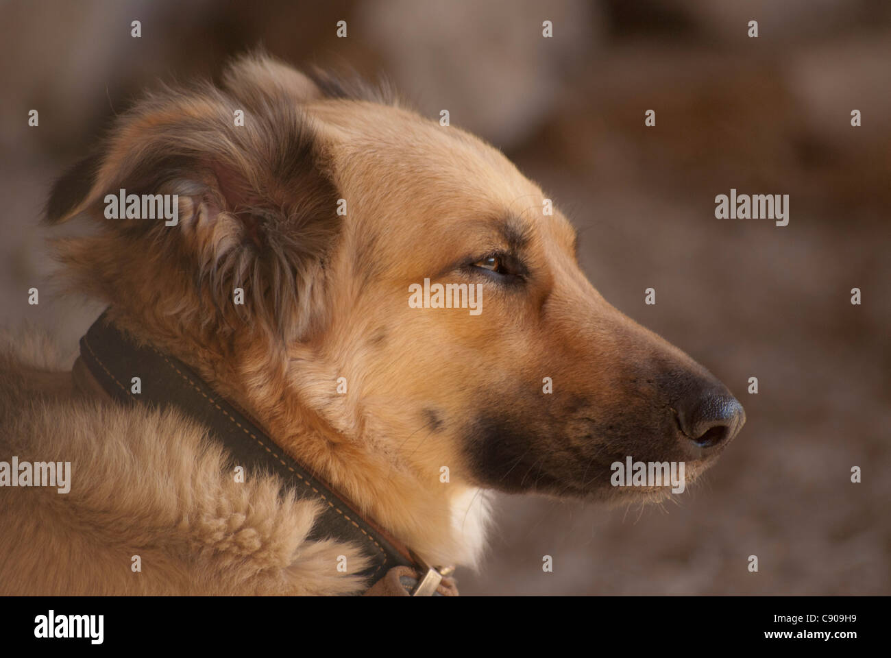 Dog observing hi-res stock photography and images - Alamy