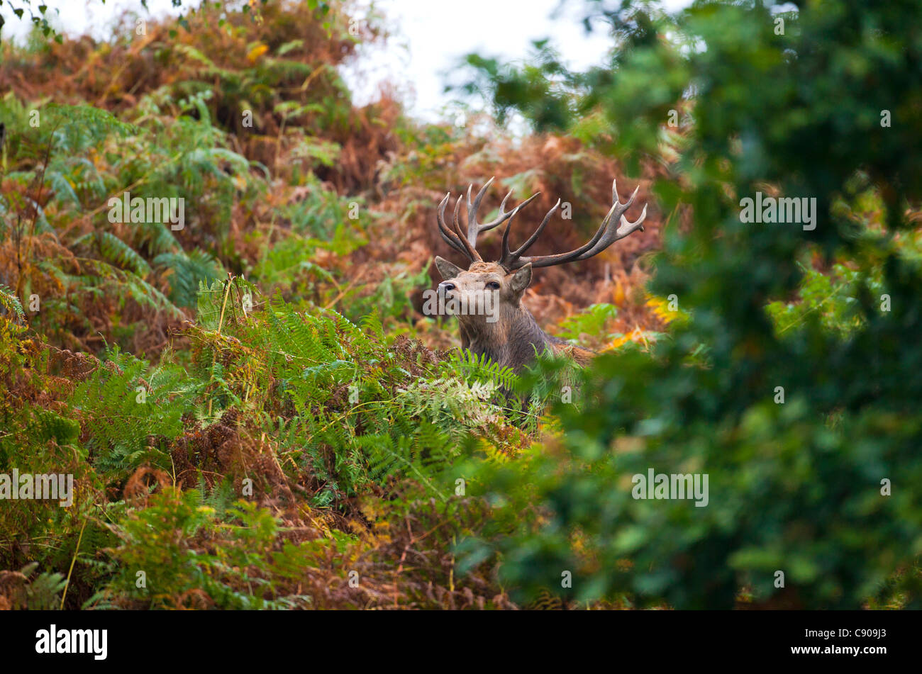 Red deer are ruminants hi-res stock photography and images - Alamy