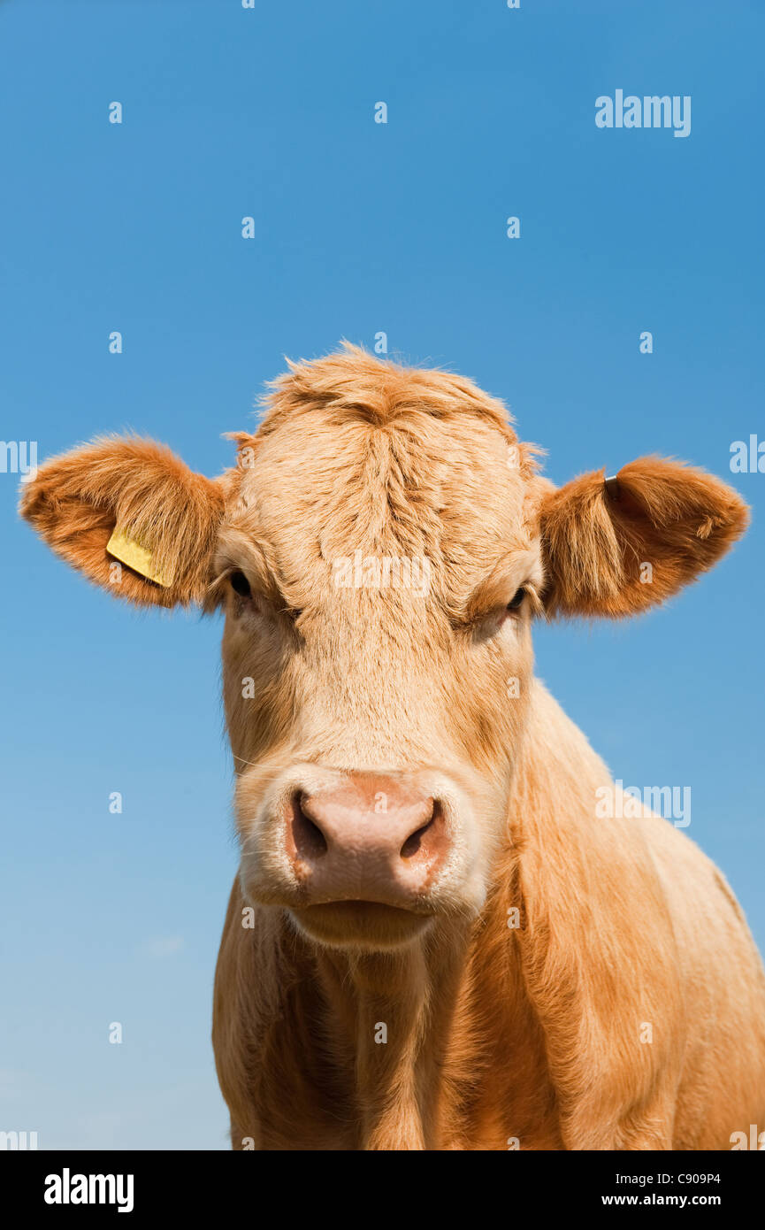 Cow in your face with copy space, mooooo Stock Photo - Alamy