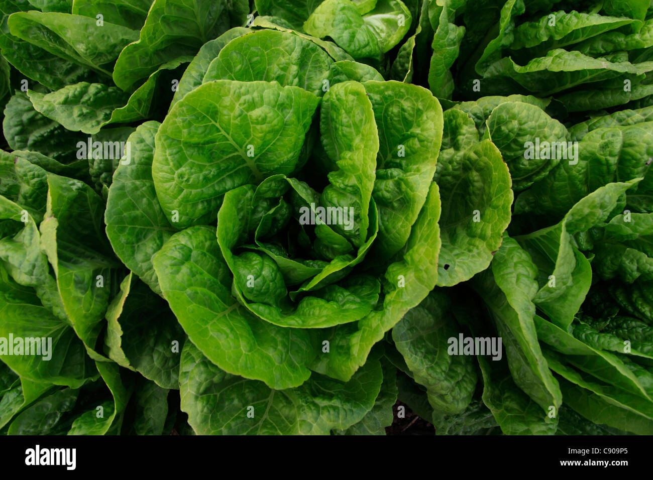Heads of lettuce in a farm field Northern Israel Stock Photo - Alamy