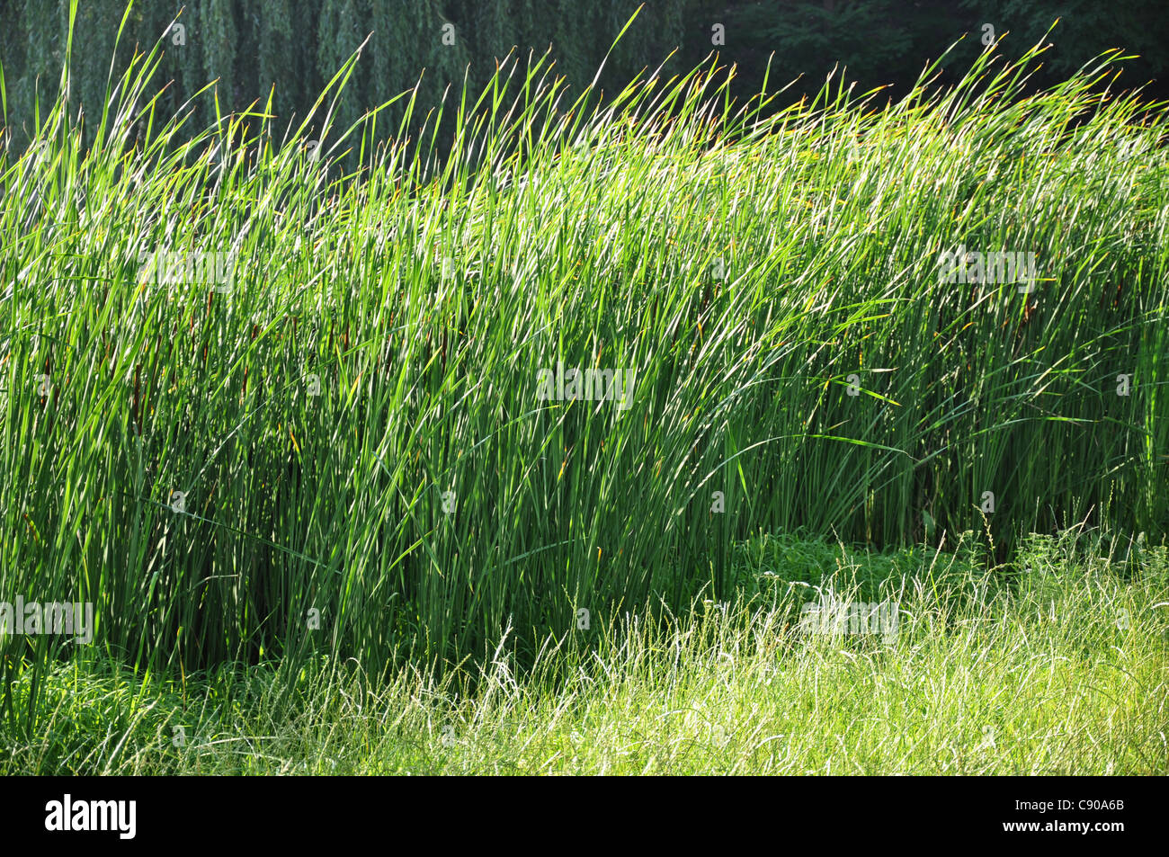 Tall green sedge on a lake, summer background Stock Photo - Alamy