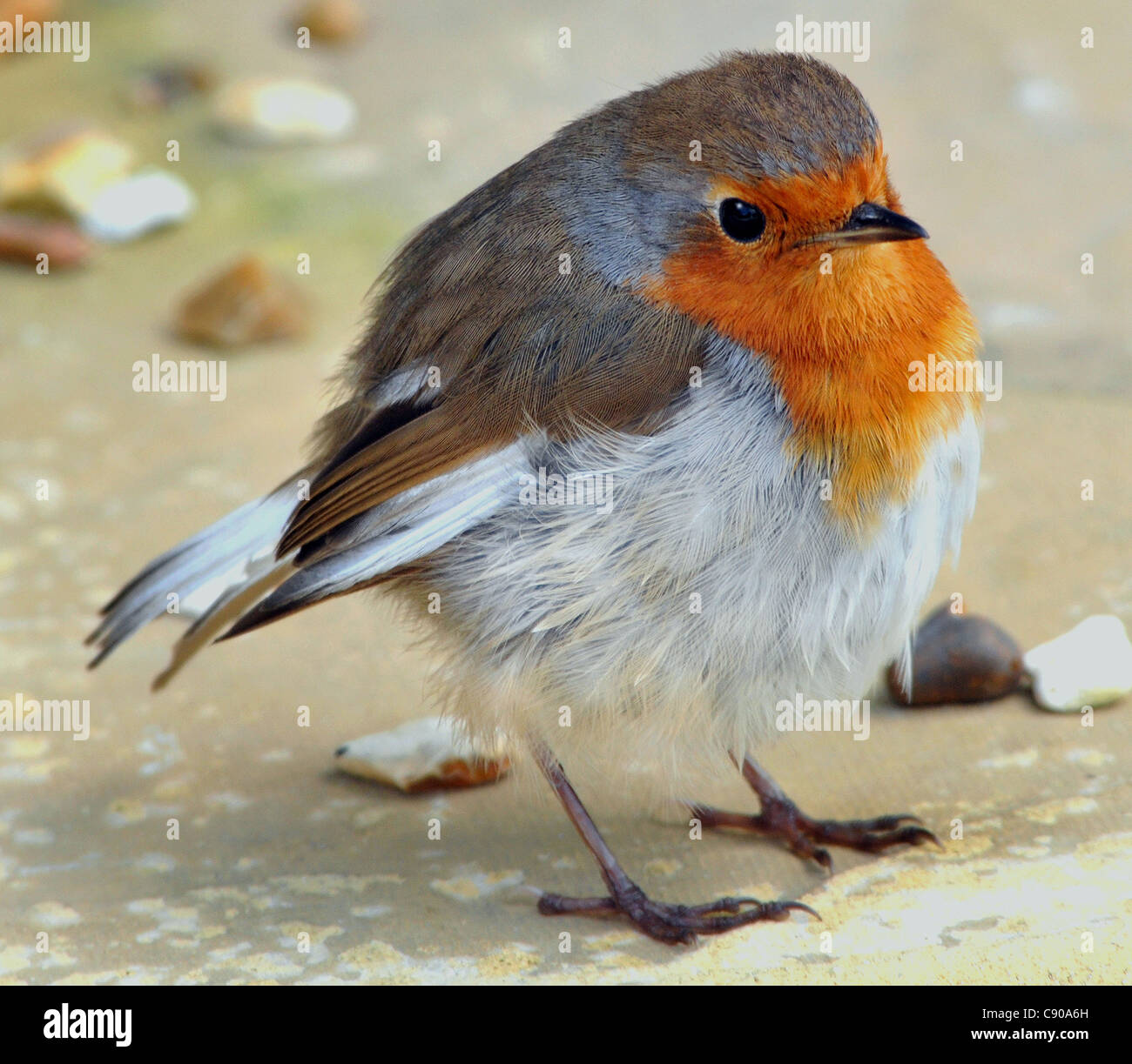 Albino Robin Stock Photos & Albino Robin Stock Images - Alamy