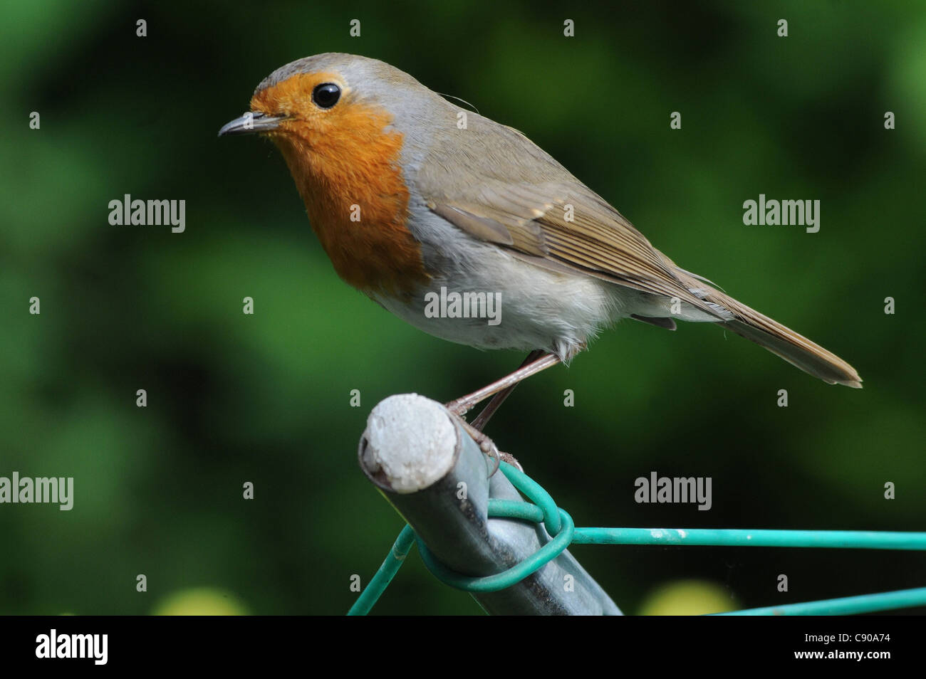 Robin on garden clothes line hi-res stock photography and images - Alamy