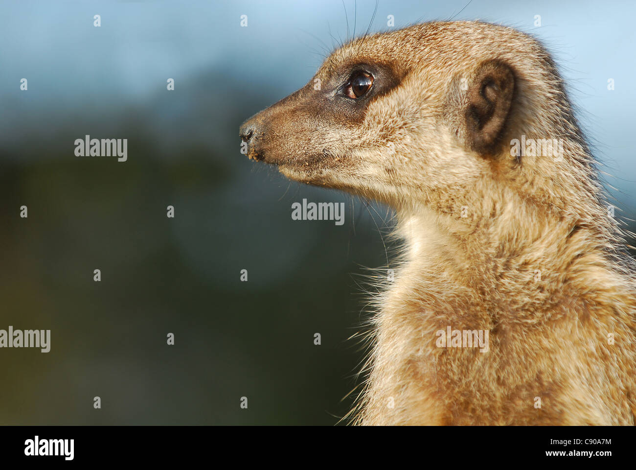 Mother meerkat hi-res stock photography and images - Alamy
