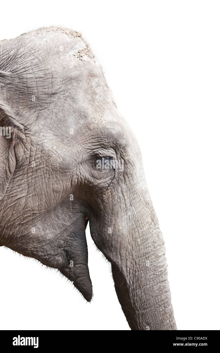 Head of elephant Stock Photo - Alamy