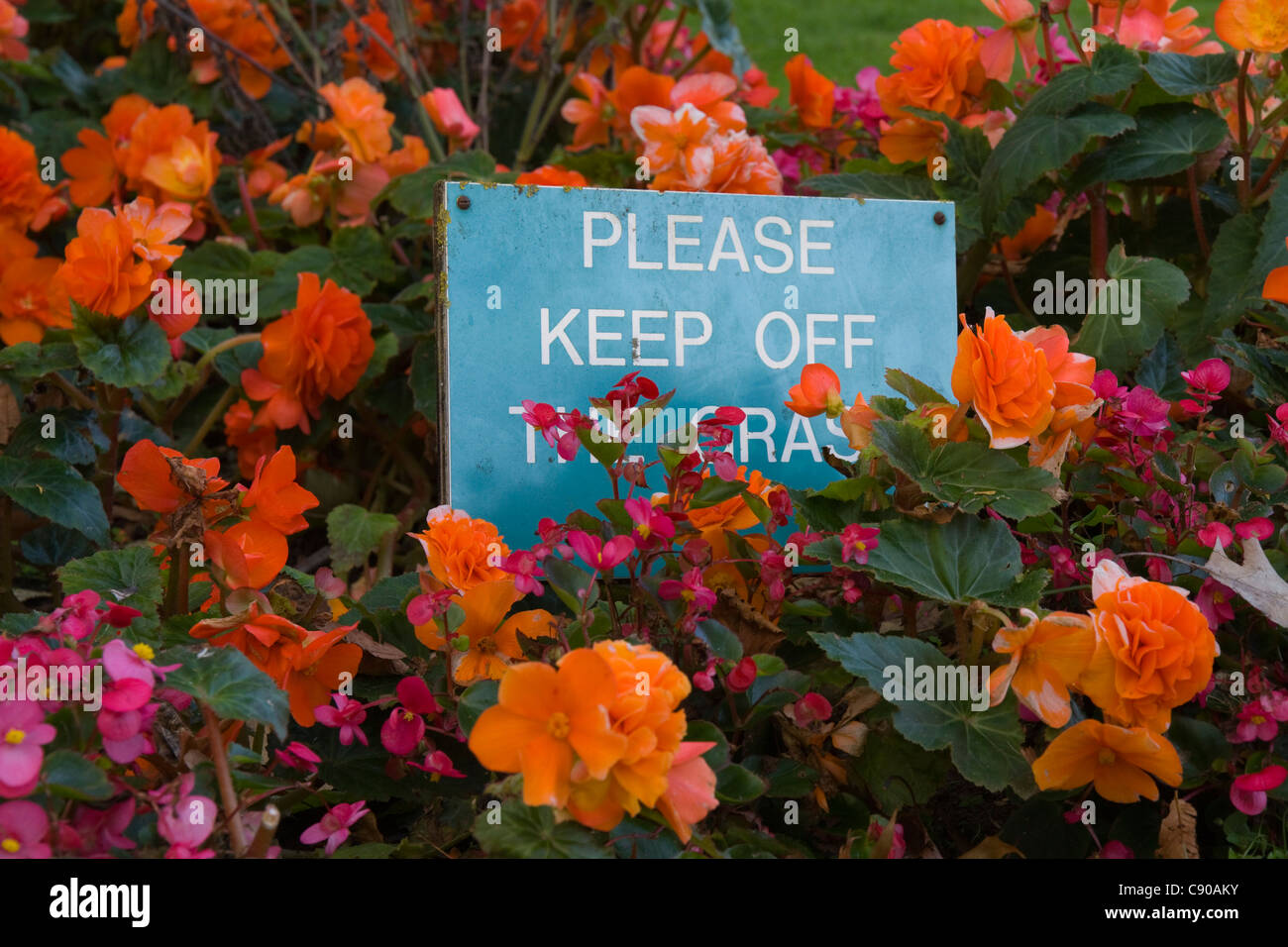 Begonias landscape hi-res stock photography and images - Alamy
