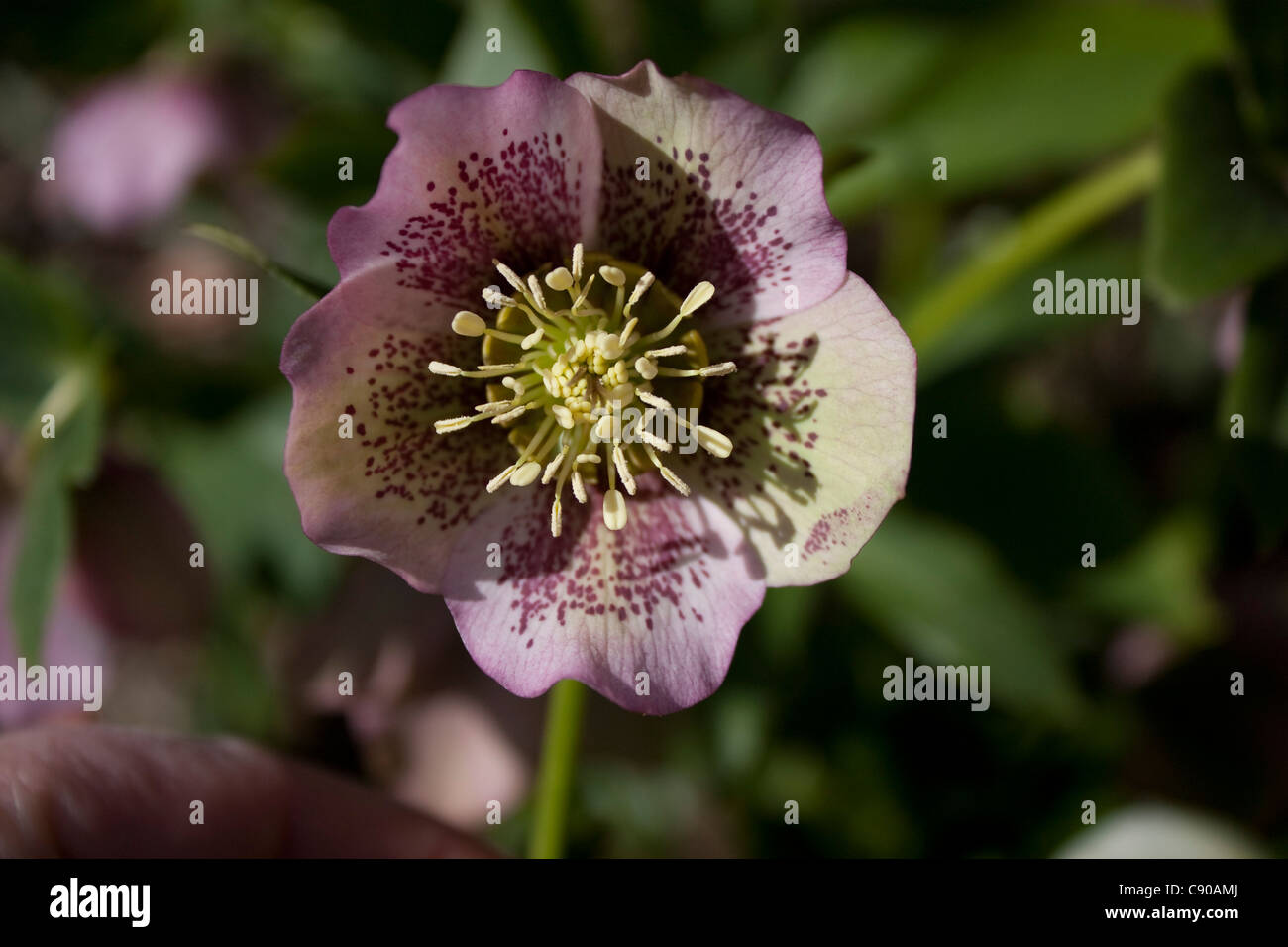 Helleborus orientalis hellebore hi-res stock photography and images - Alamy