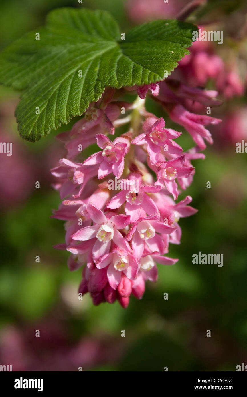 Flowering currant (ribes sanguineum Stock Photo - Alamy