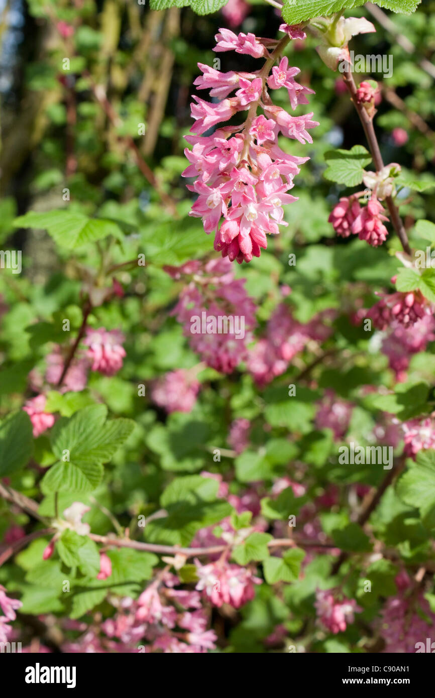 Flowering currant (ribes sanguineum Stock Photo - Alamy