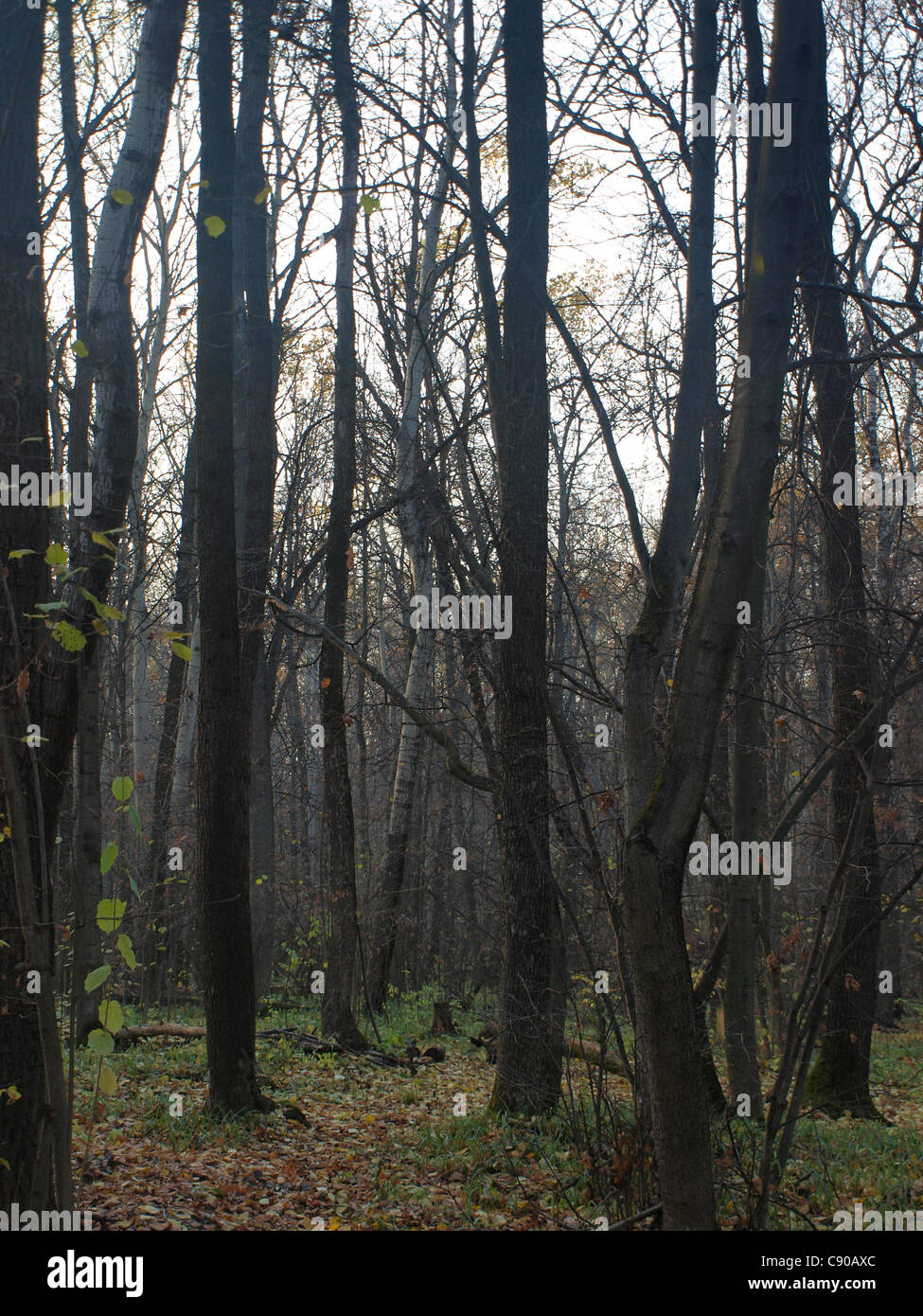 Majestic grove hi-res stock photography and images - Alamy