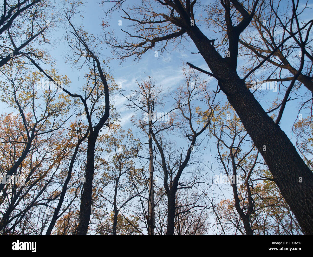 Twilight in the autumn forest Stock Photo - Alamy