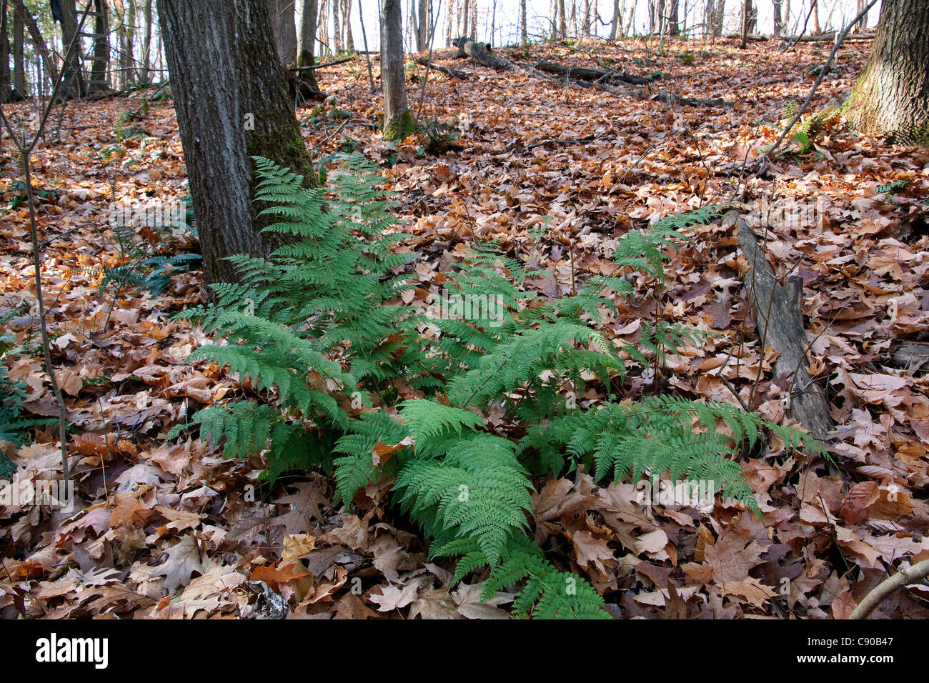 Spinulose Wood Fern Dryopteris carthusiana in Eastern Deciduous forest ...