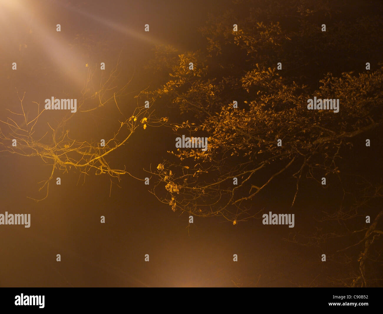 Fog light hi-res stock photography and images - Alamy