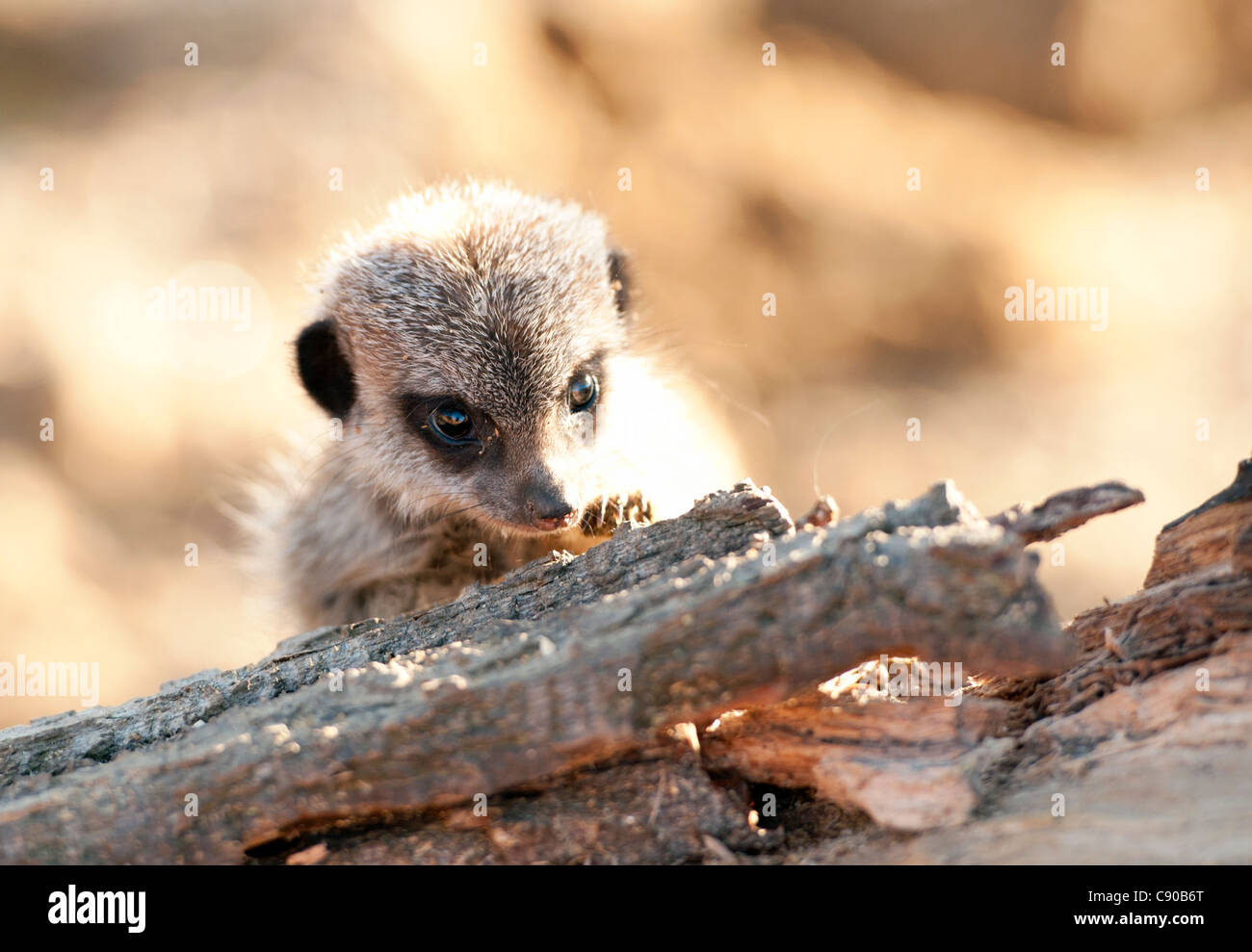 Inquisitive baby meerkat Stock Photo - Alamy Inquisitive baby meerkat Stock Photo - Alamy