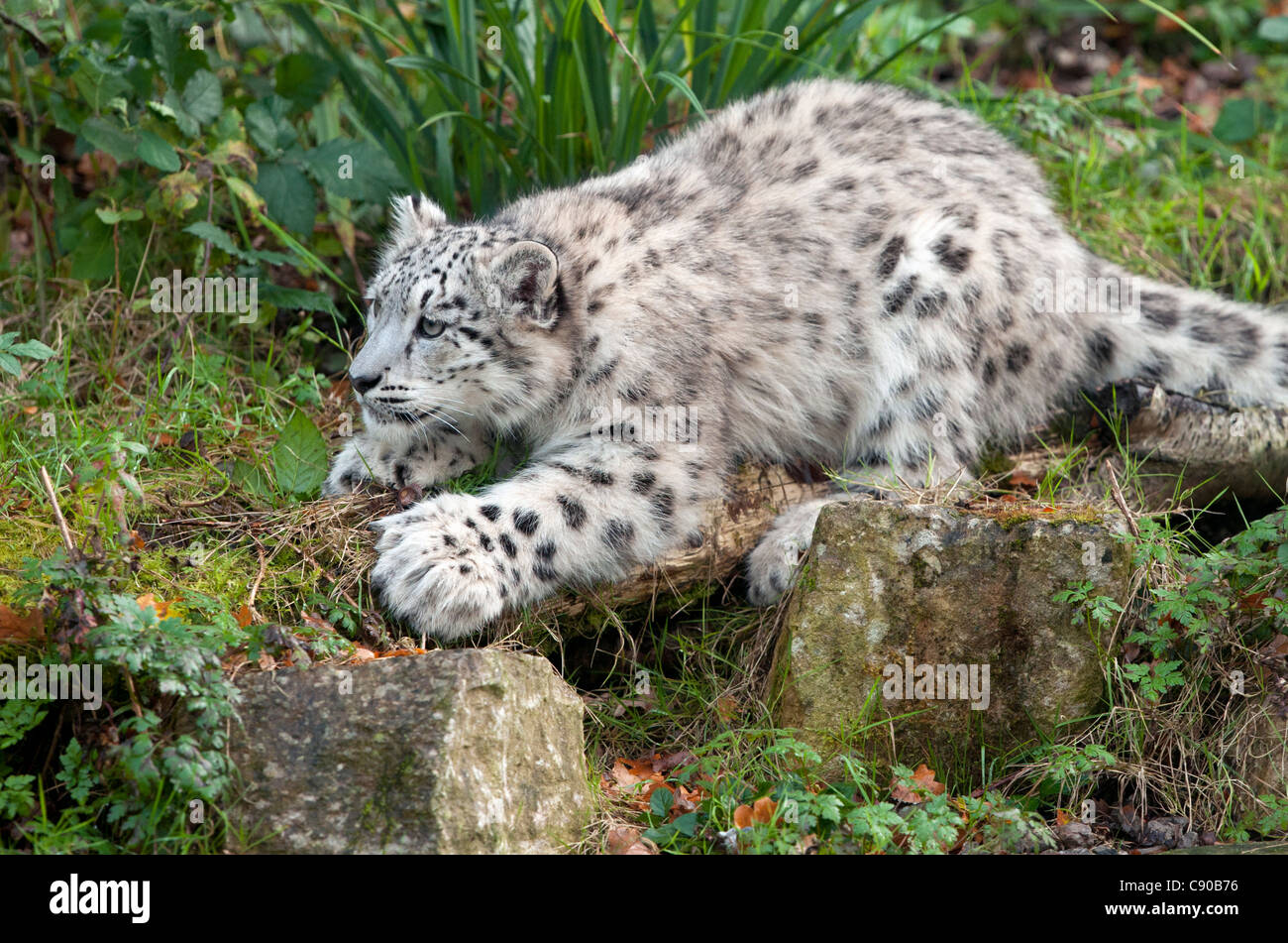 Log cub hi-res stock photography and images - Alamy