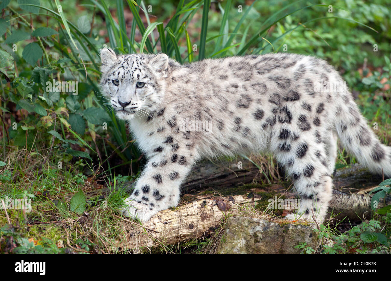 Log cub hi-res stock photography and images - Alamy