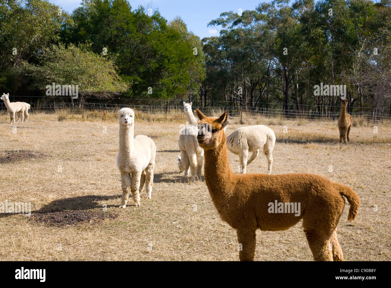 Herd of llama hi-res stock photography and images - Alamy