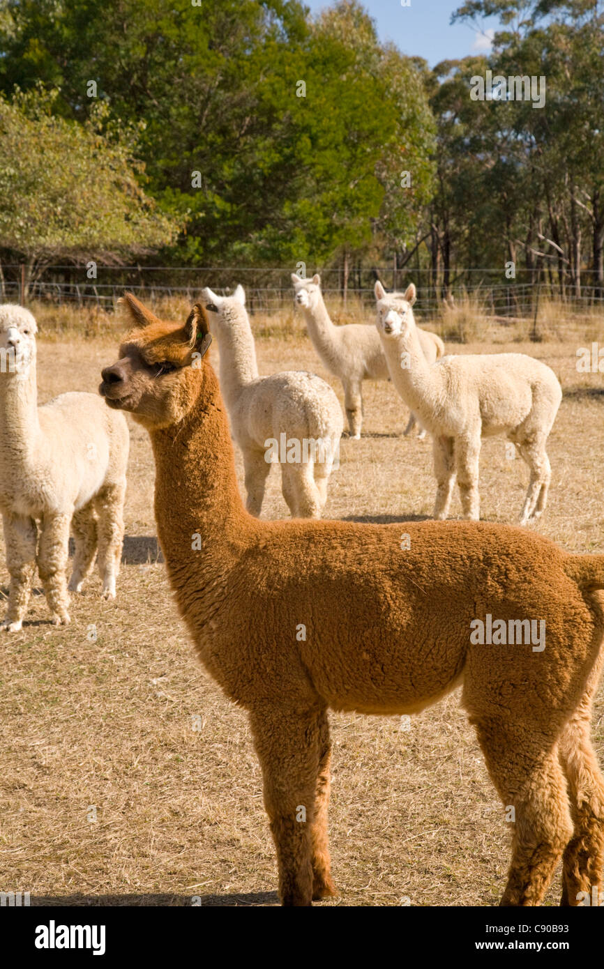 Herd of alpacas hi-res stock photography and images - Alamy