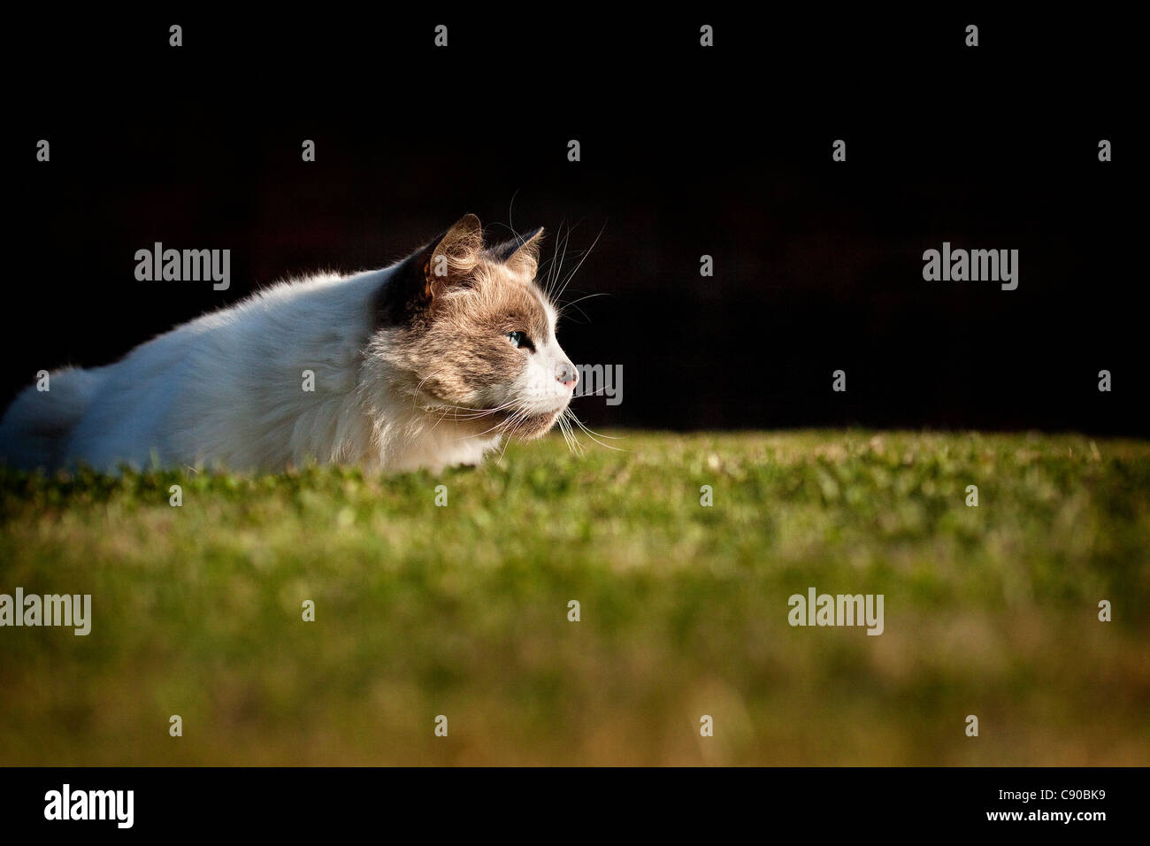 Grey ragdoll hi-res stock photography and images - Alamy