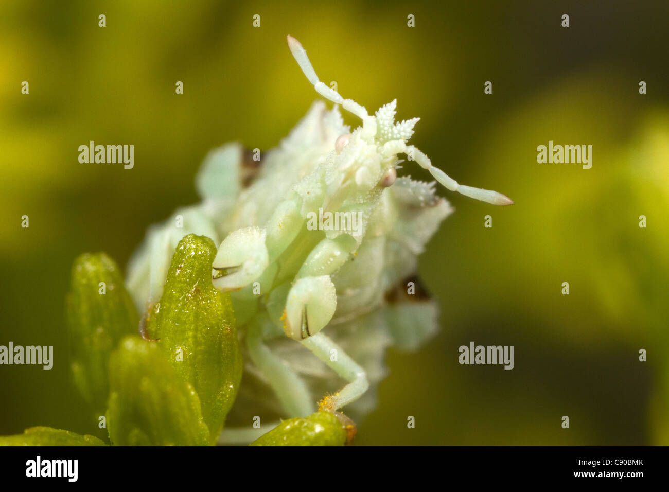 Phymata sp hi-res stock photography and images - Alamy