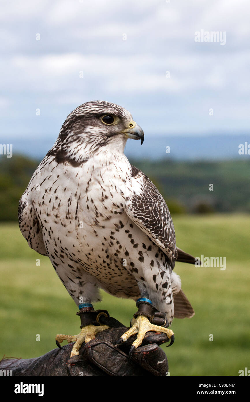 Falco rusticolus hi-res stock photography and images - Alamy