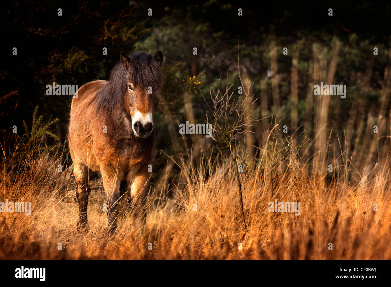 Exmoor Pony - Skipwith Common Stock Photo - Alamy