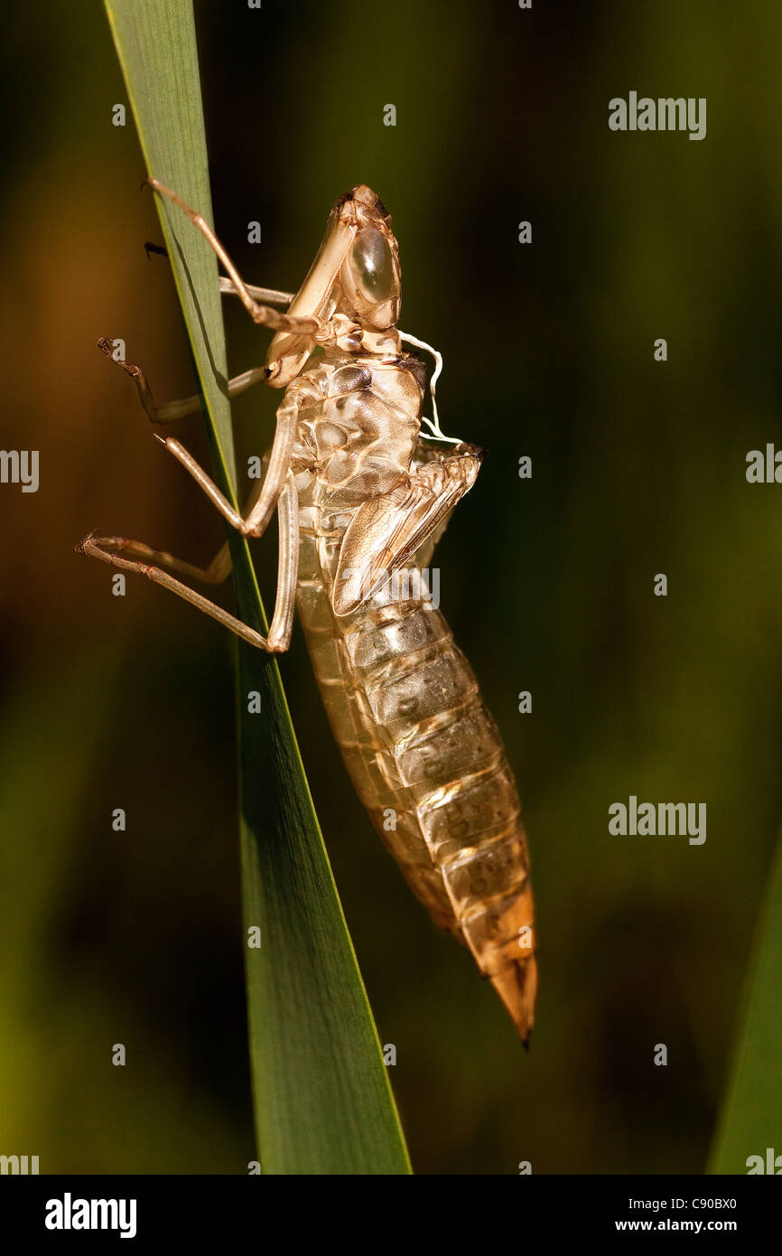 Emperor Dragonfly - Anax imperator exuvia Stock Photo - Alamy