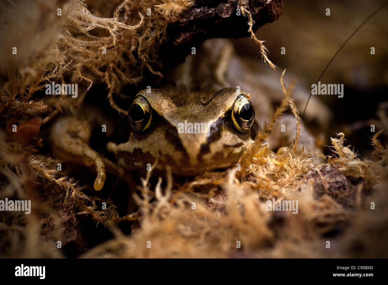 Hibernating Frogs