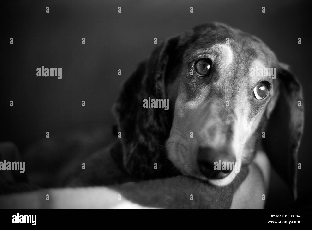 Guilty look dog hi-res stock photography and images - Alamy