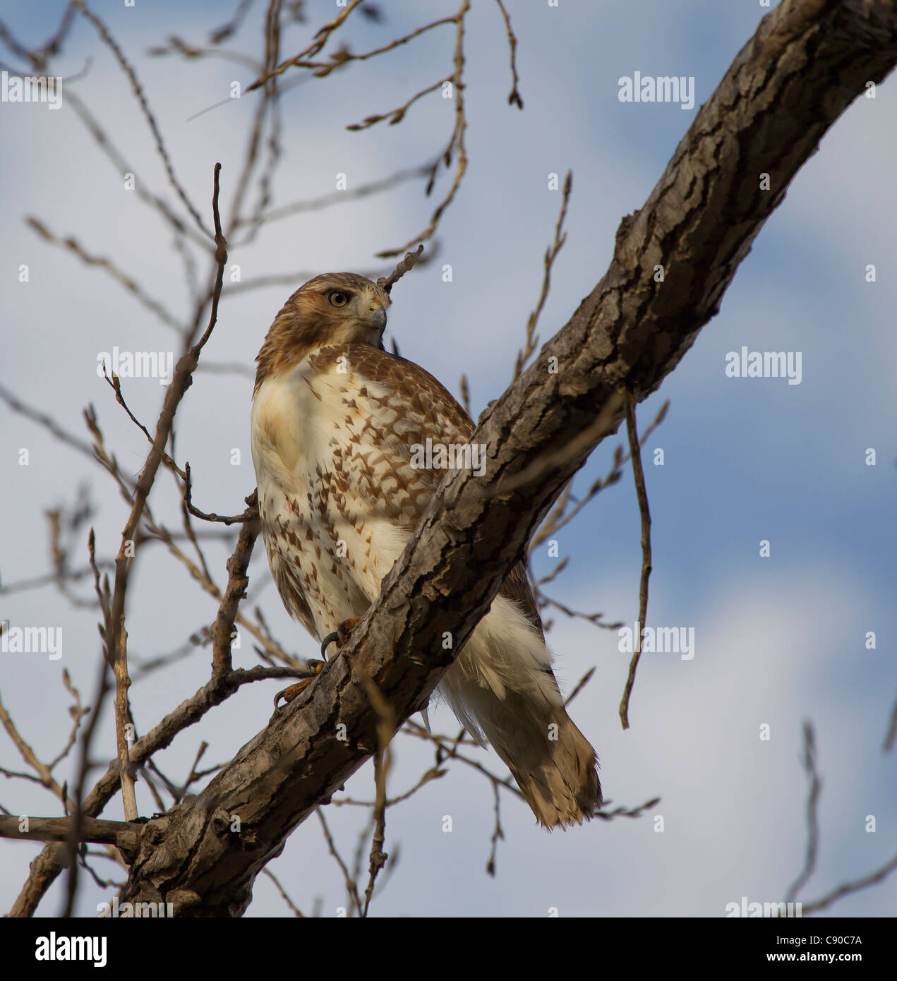 Hawk tree hi-res stock photography and images - Alamy