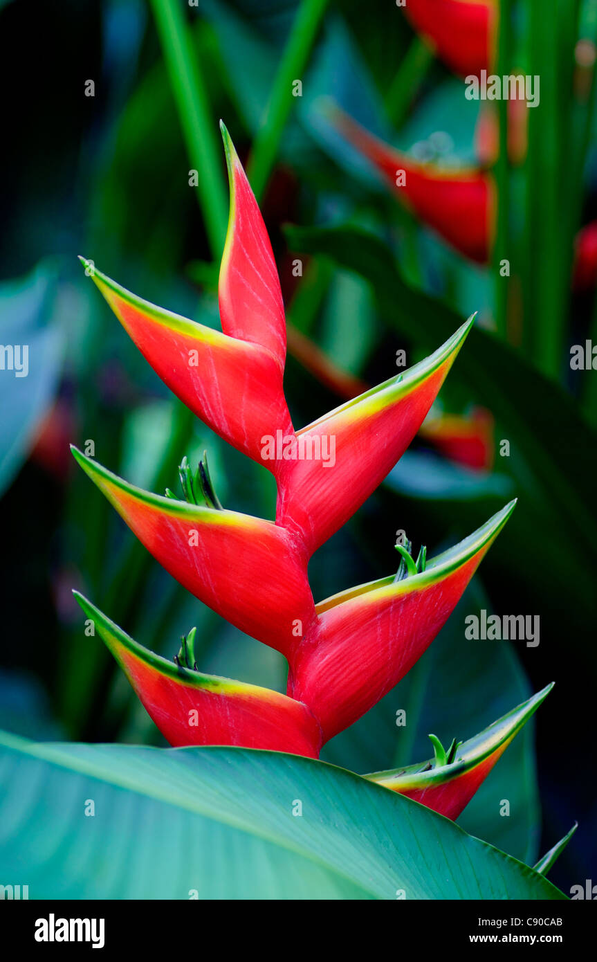 Bali bird of paradise hi-res stock photography and images - Alamy