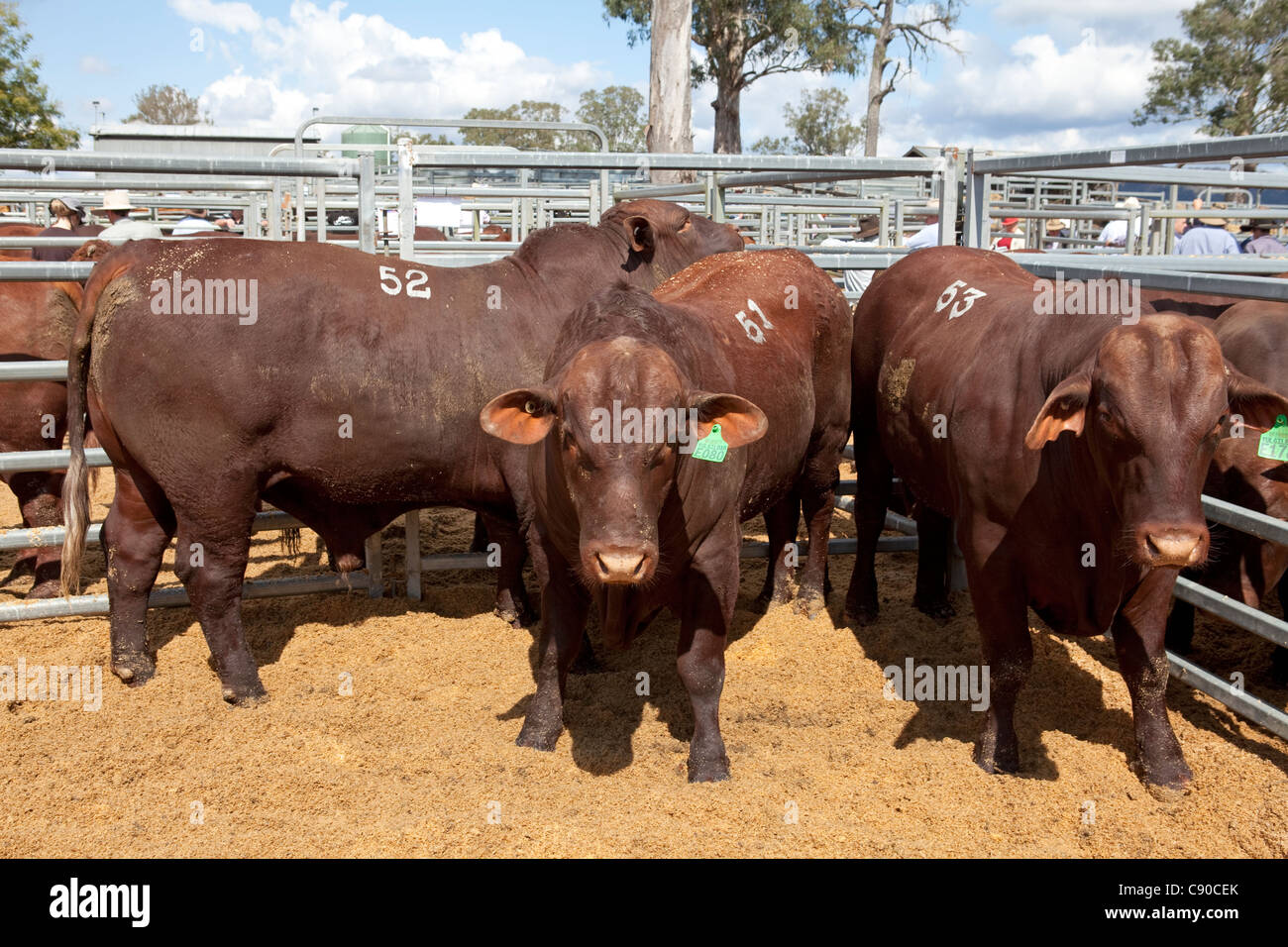 Sale of Santa Gertrudis bulls at Yulgilbar Station, Baryugil, NSW ...