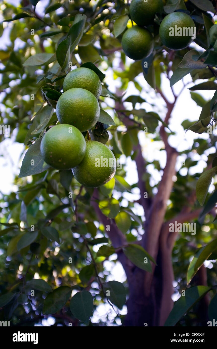 Lime tree hi-res stock photography and images - Alamy
