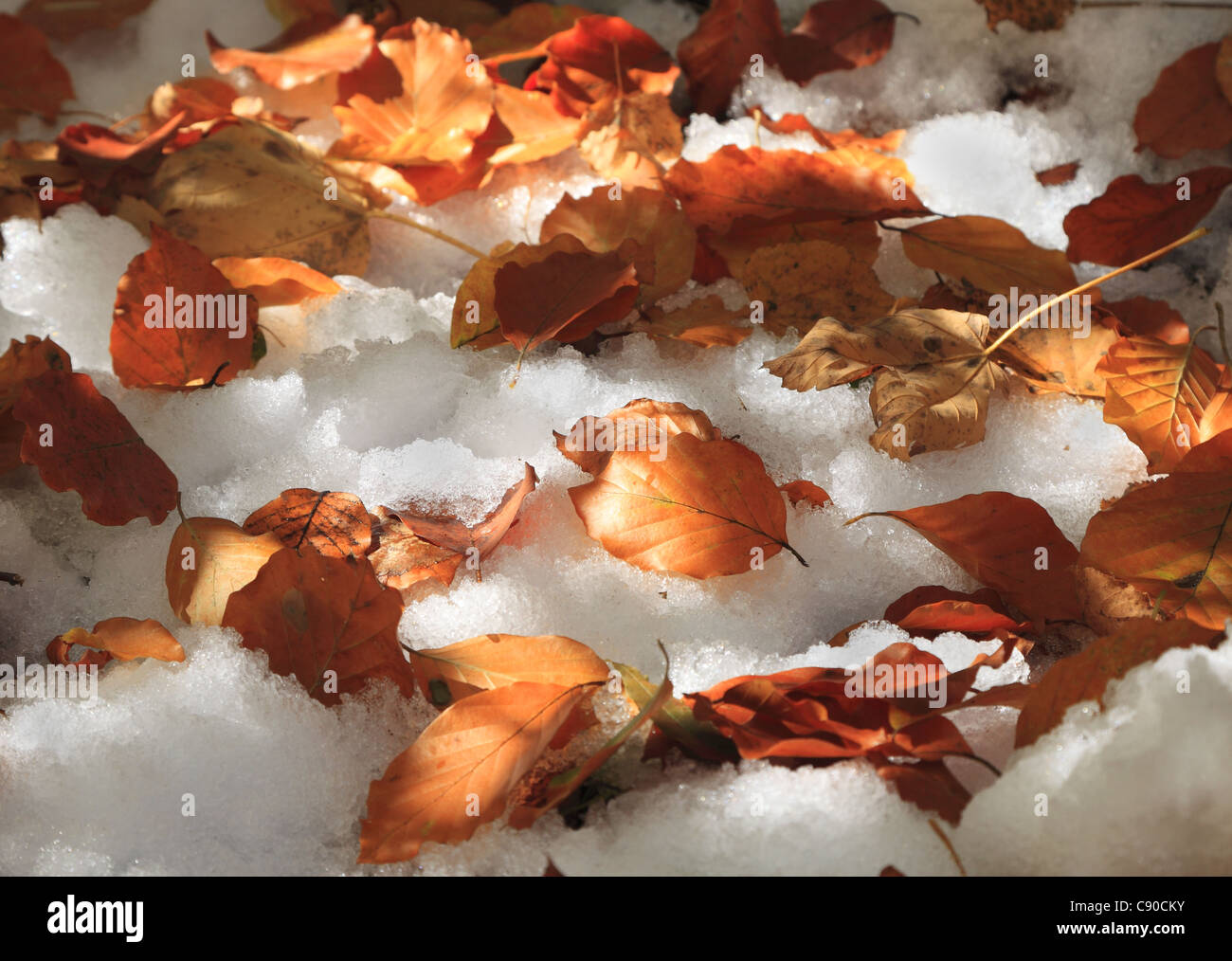 Autumn leaves on the snow with a natural light and shadows through a ...