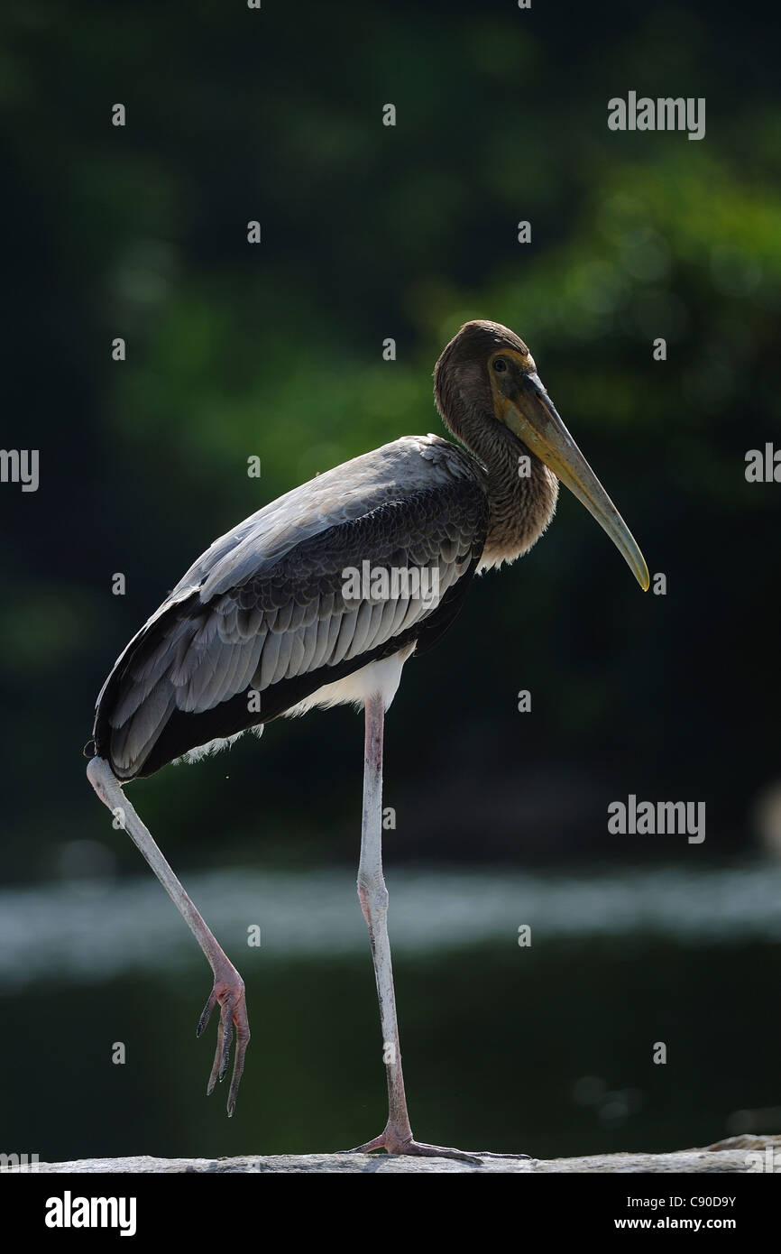 Open bill stork hi-res stock photography and images - Alamy