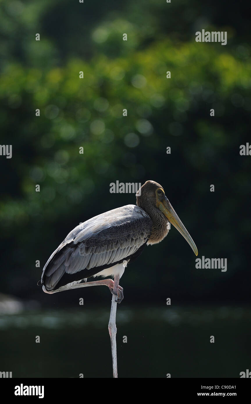 Bill stork hi-res stock photography and images - Alamy