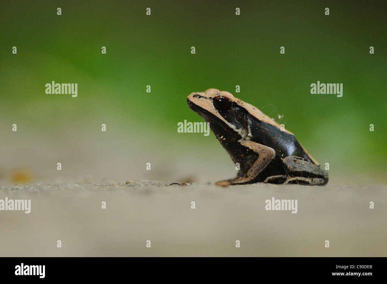 A ground-level perspective of a frog with a spider in a wildlife resort ...