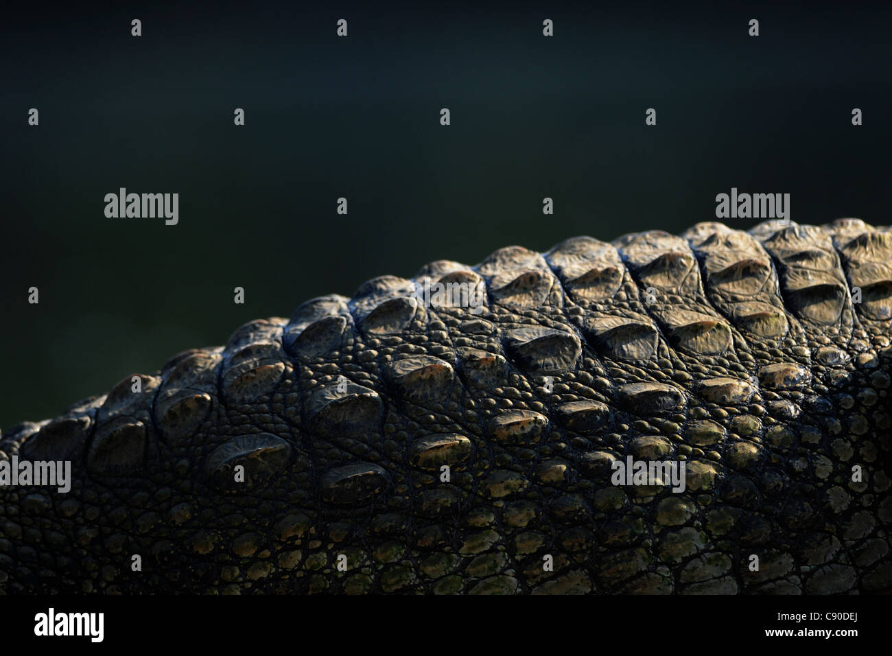 Crocodile in the back hi-res stock photography and images - Alamy