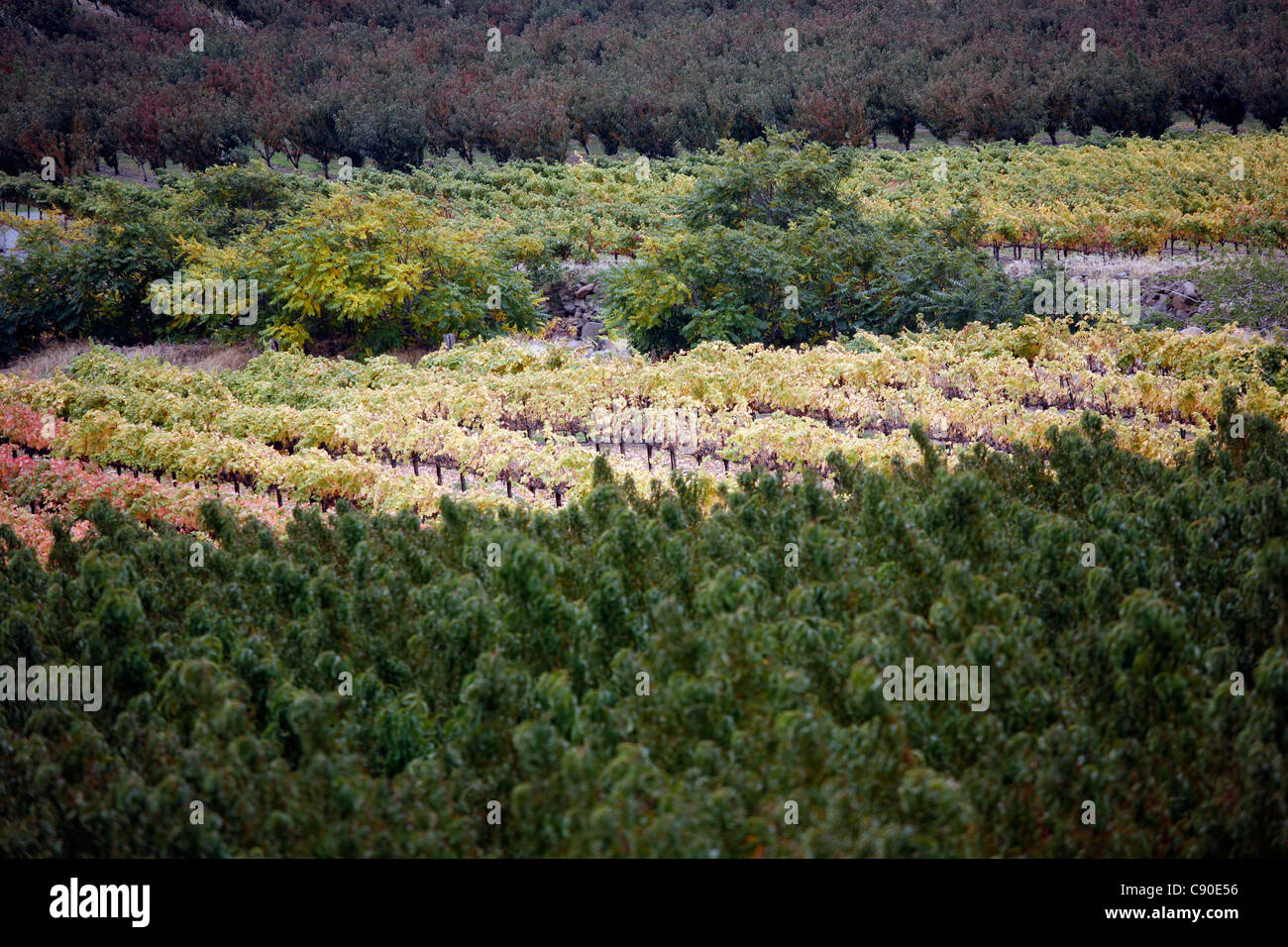 Grape orchard hi-res stock photography and images - Alamy