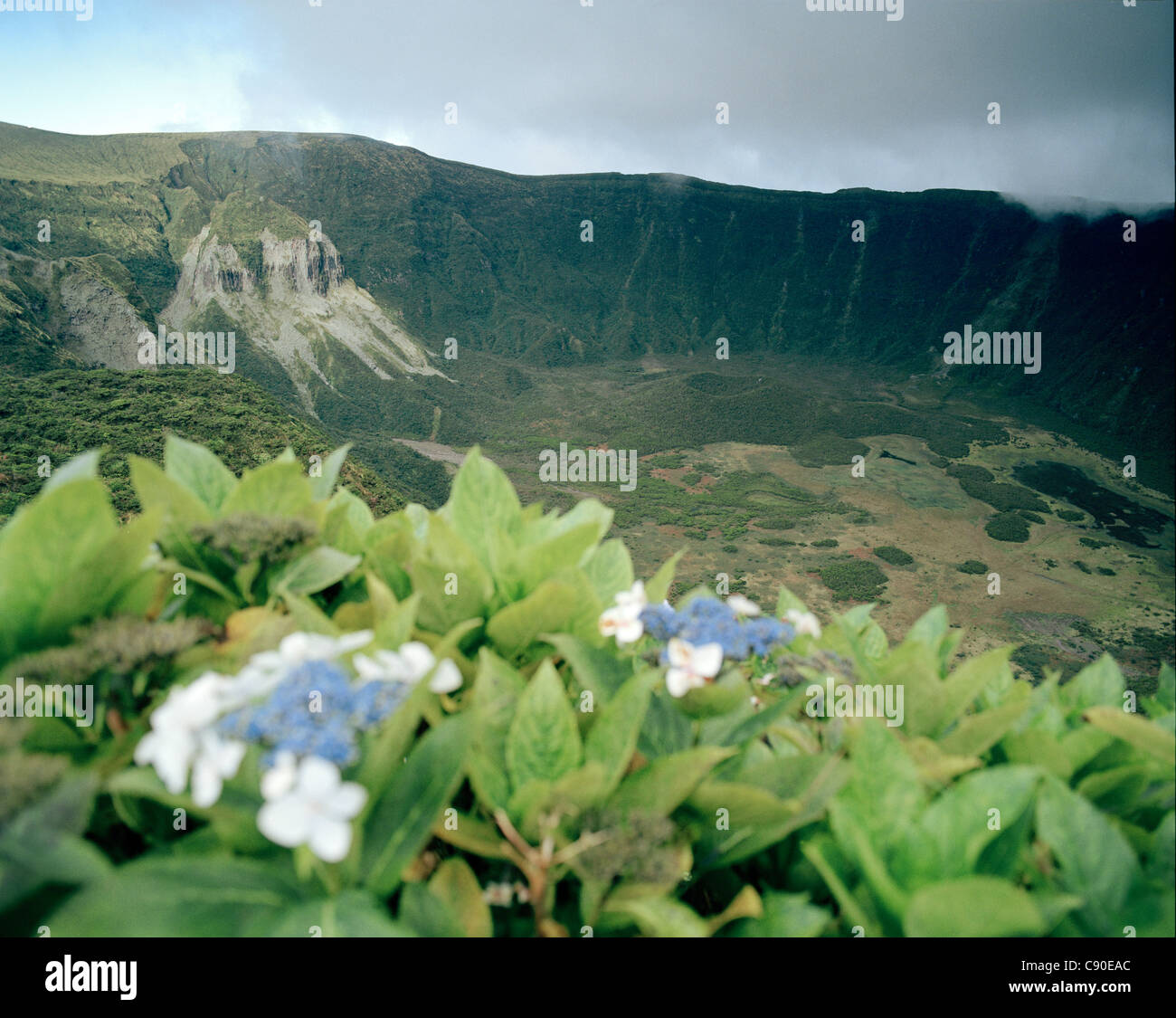 Hydrangeas at Caldeira of Faial, Reserva Natural, Faial island, Azores ...