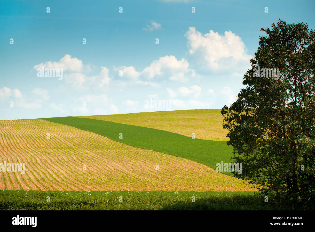 Summer landscape with field and meadow Stock Photo - Alamy