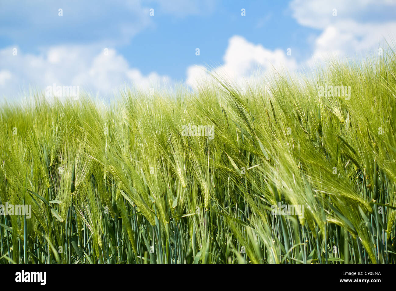 detail of organic green grains in summer time with blue sky Stock Photo ...